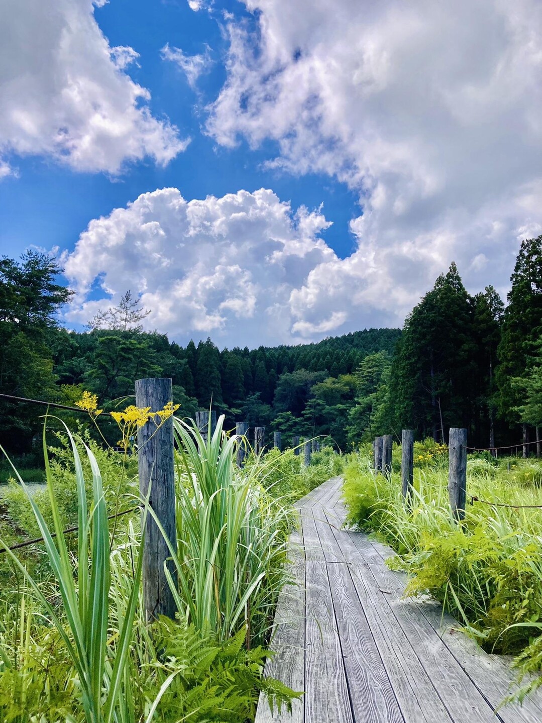 夏の樫原湿原、何年ぶりだろう？ / wara2さんのモーメント | YAMAP / ヤマップ