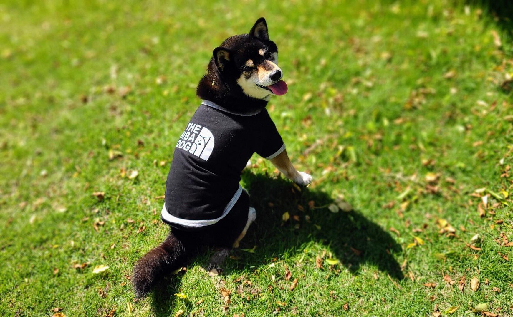 🐶Don't worry… I 'm ... / やっさんさんのモーメント | YAMAP / ヤマップ