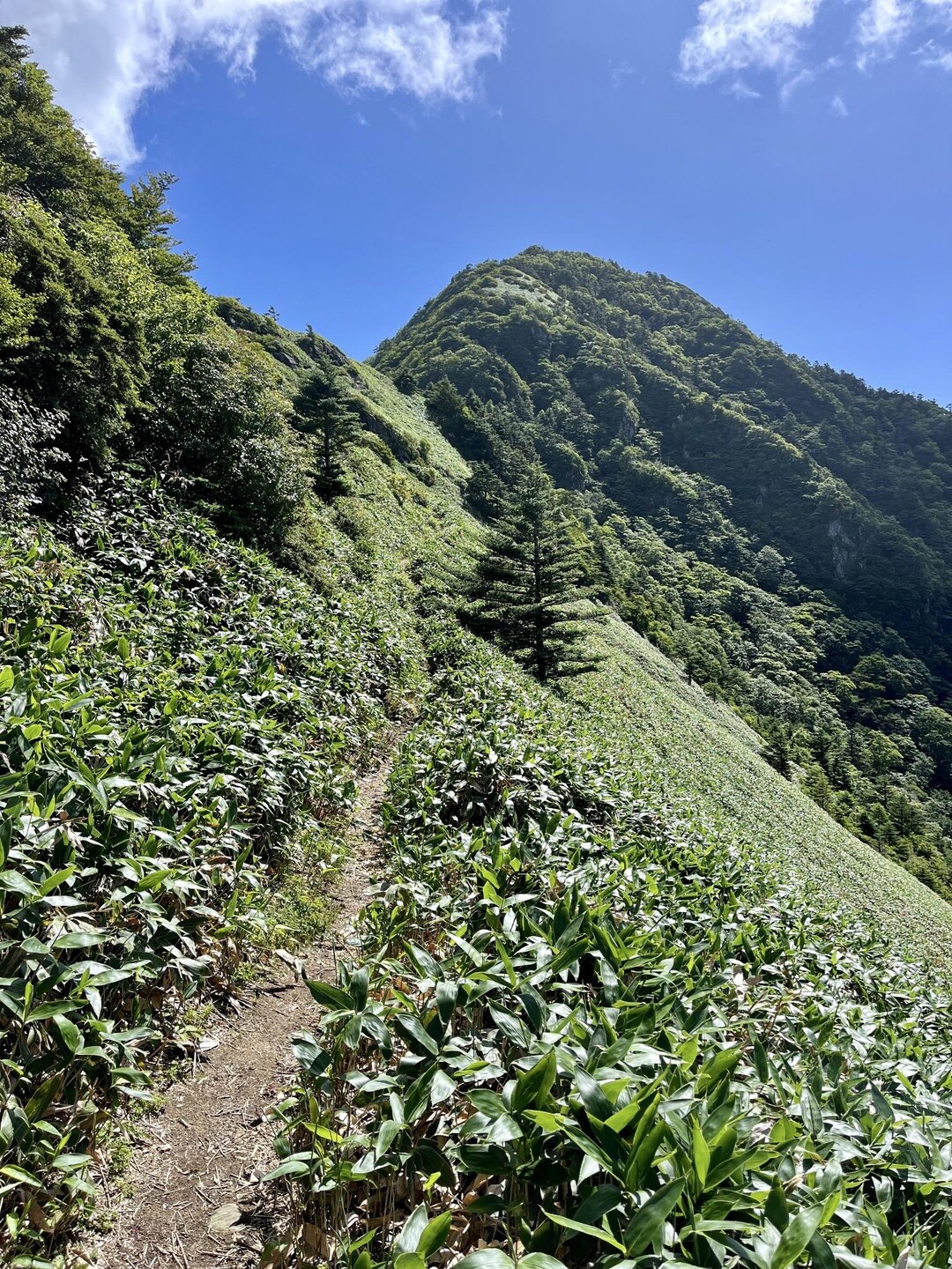 西黒森 / leoleonさんの瓶ヶ森・伊予富士の活動データ | YAMAP / ヤマップ