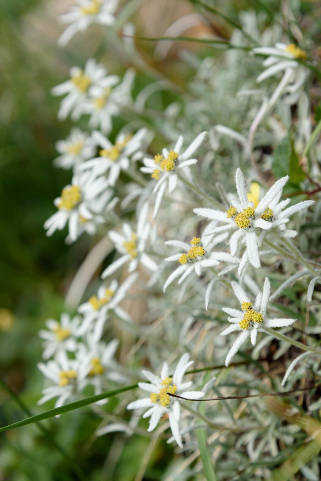 絶滅危惧種「ホソバヒナウスユキソウ」いっ... / Yuki｜山岳写真📸⛰️さんのモーメント | YAMAP / ヤマップ