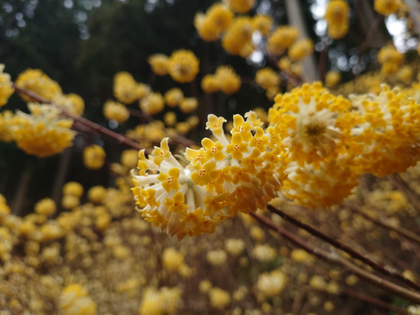 高室山 / j.jack02さんの高室山の活動日記 | YAMAP / ヤマップ