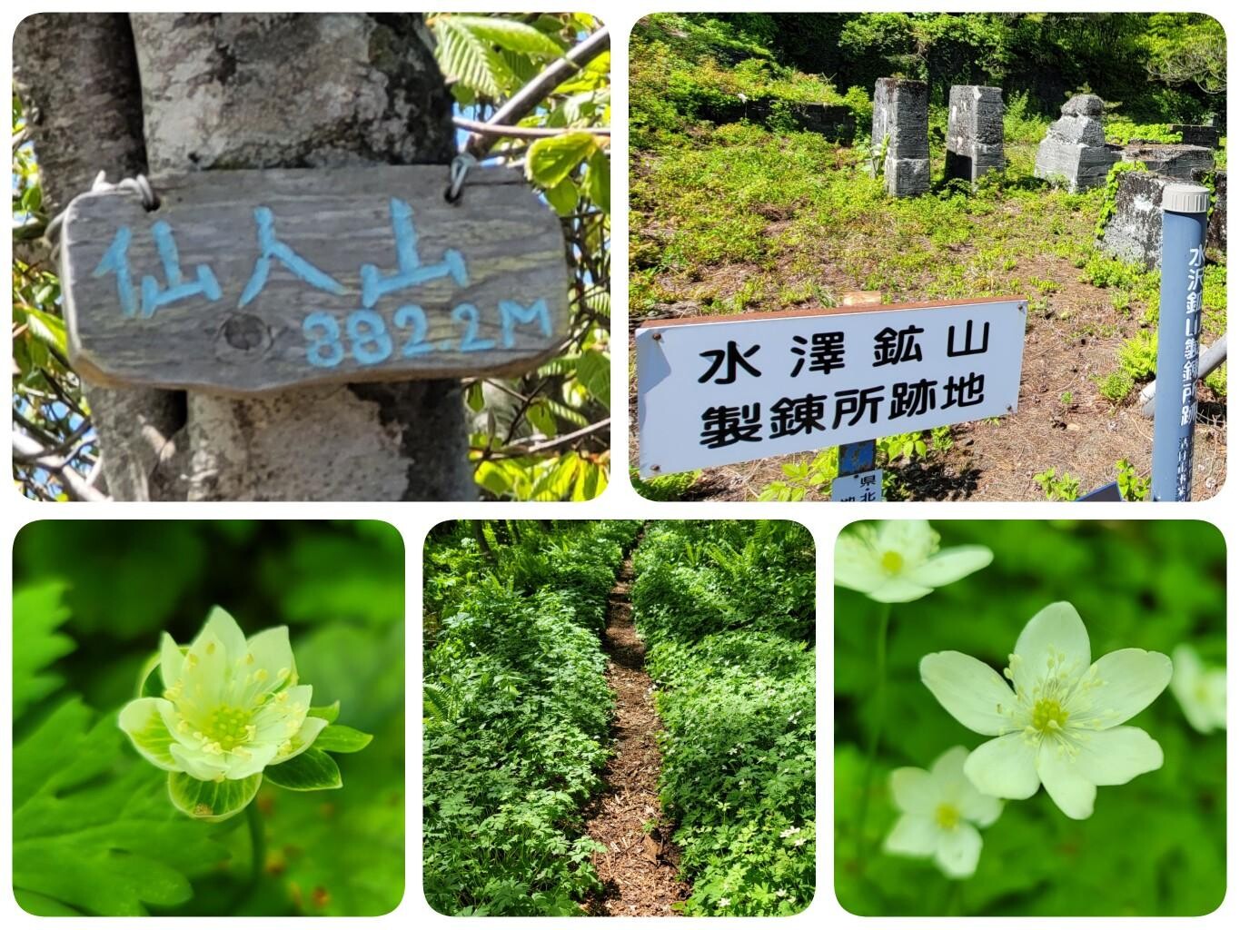 5.2 仙人山 / koke🌿さんの羽山・羽黒山・月山の活動データ | YAMAP / ヤマップ