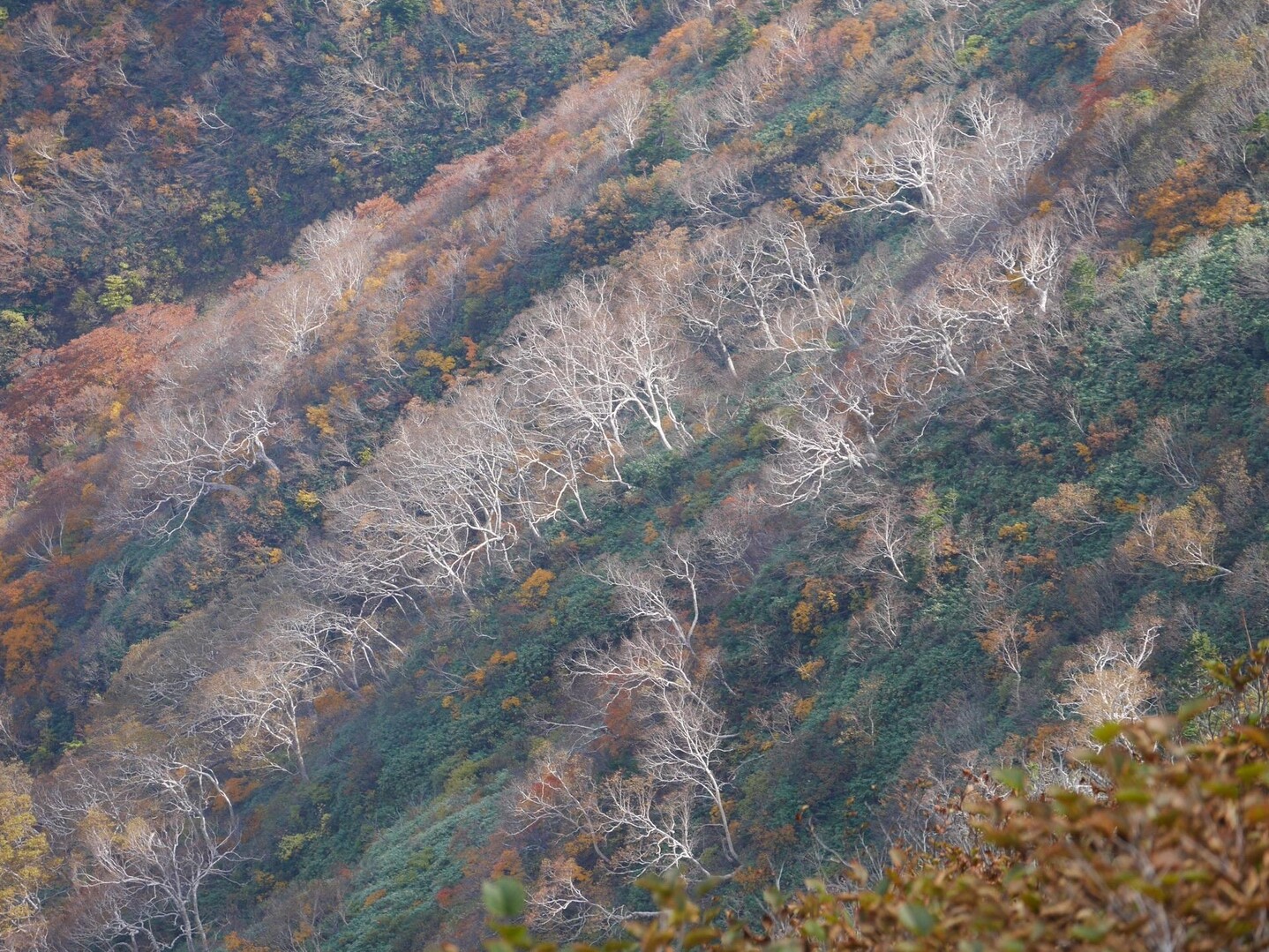 刈田から不忘山に向けて歩く。 強風と時間... / shanneiさんのモーメント | YAMAP / ヤマップ