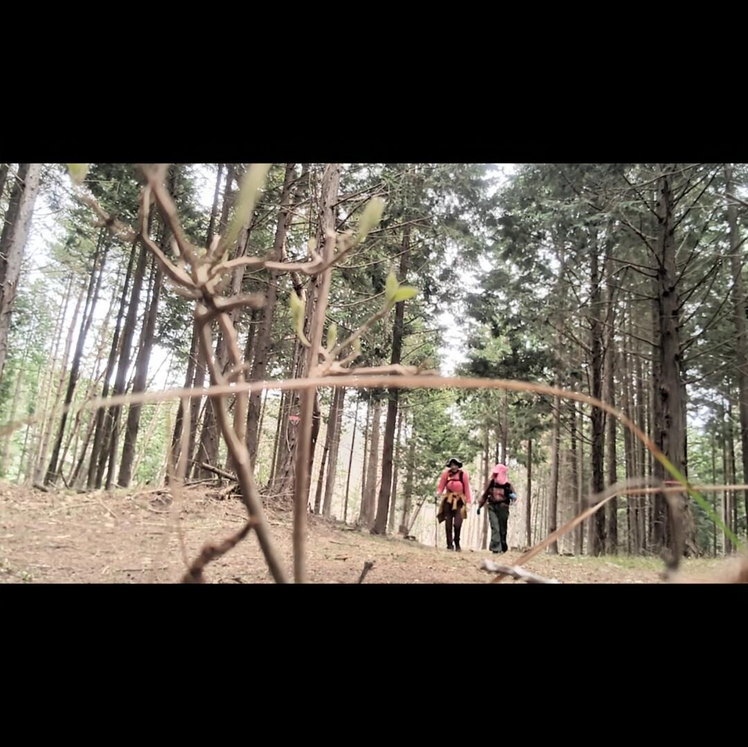 本日子檀嶺岳女二人で貸し切り山 / 歩ん婆（ayunba）さんの子檀嶺岳・岩井堂山の活動データ | YAMAP / ヤマップ