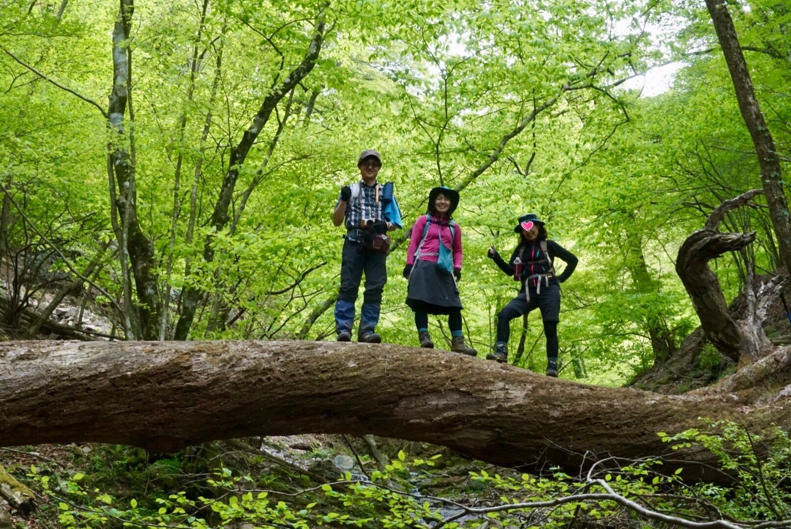 自然林が美しい ️ / hirajunさんの犬ヶ岳・求菩提山の活動データ | YAMAP / ヤマップ