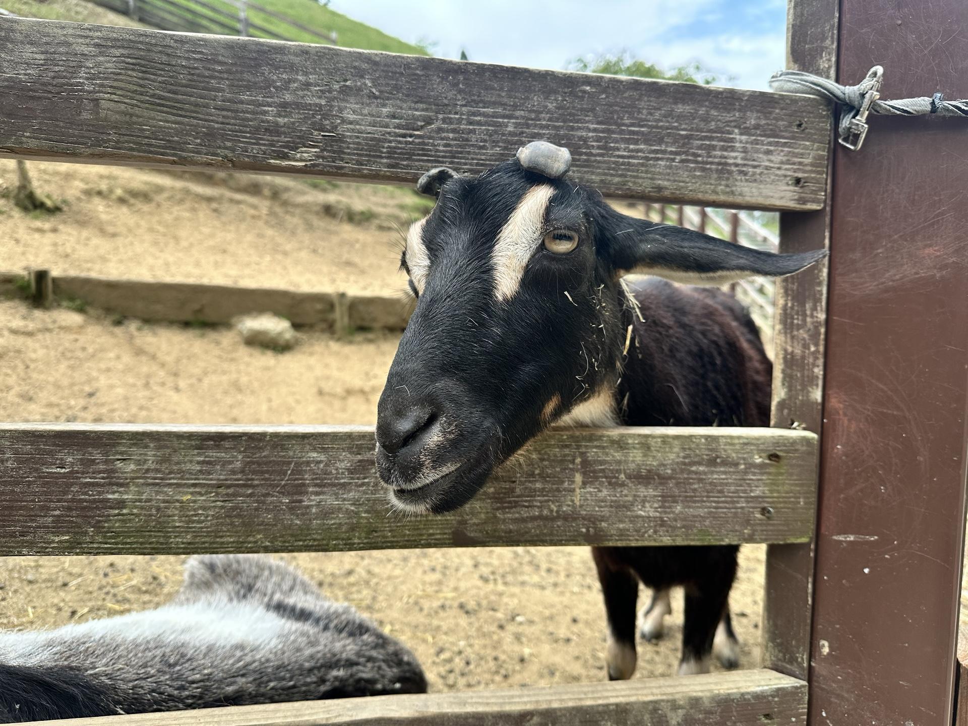 ちびヤギ前に摩耶山 / naossanさんの六甲山・長峰山・摩耶山の活動データ | YAMAP / ヤマップ