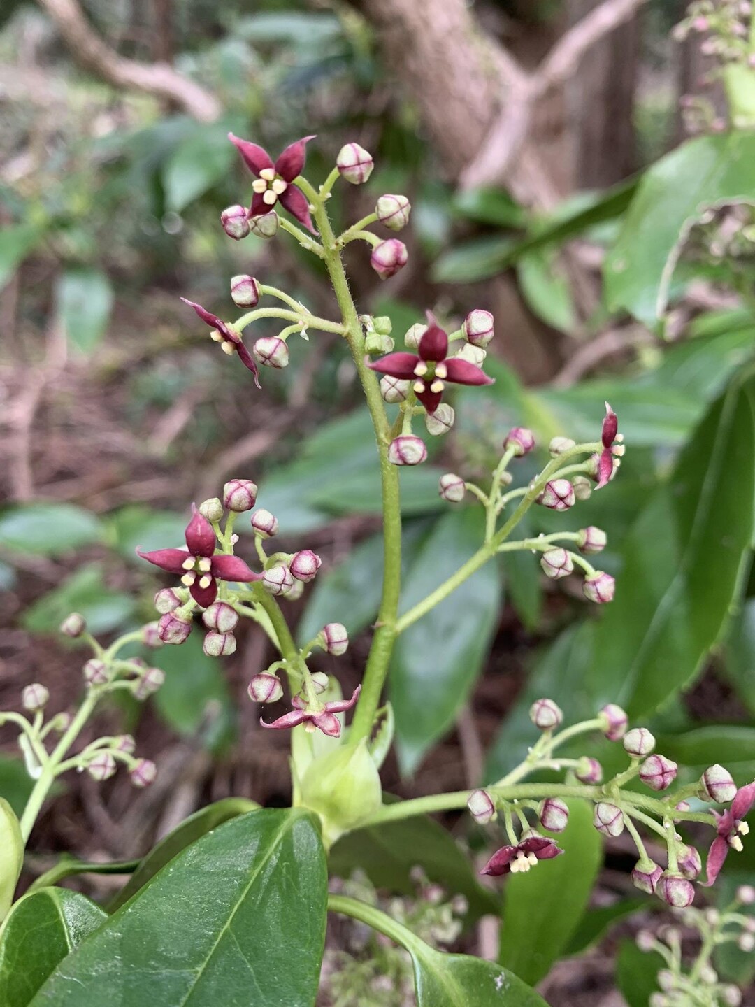 佐渡のお花Part2😊 / まっするさんのモーメント | YAMAP / ヤマップ