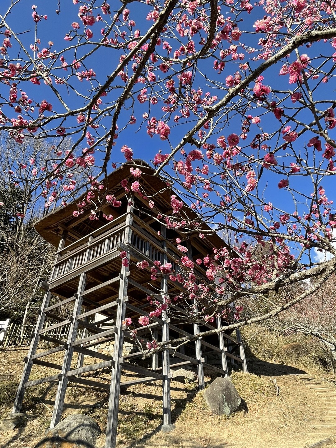 筑波山梅林-2022-02-06 / SKさんの筑波山の活動データ | YAMAP / ヤマップ