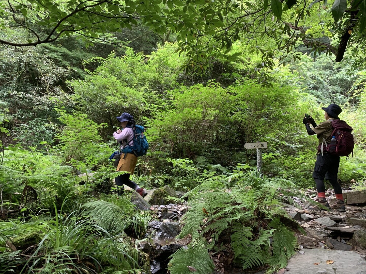 4th 井原山 ️オオキツネノカミソリに会いに / 雷山・井原山の写真33枚目 | YAMAP / ヤマップ
