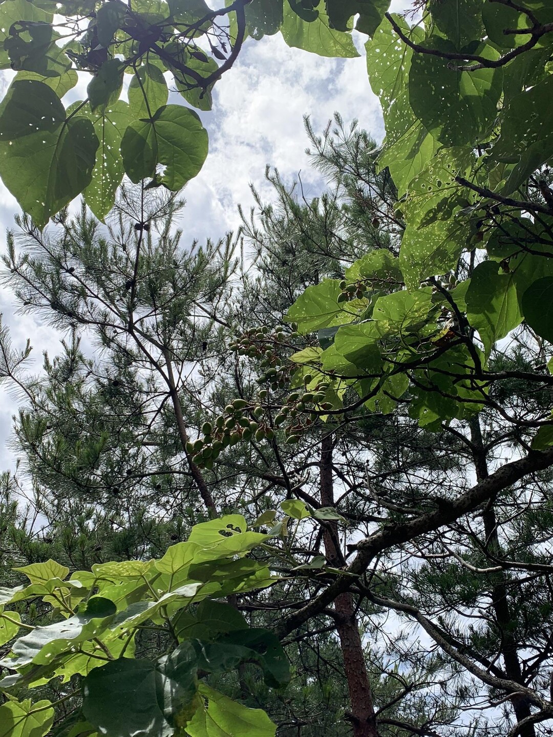 的場山 / YMO.Kさんの亀山・鶏籠山・的場山の活動データ | YAMAP / ヤマップ