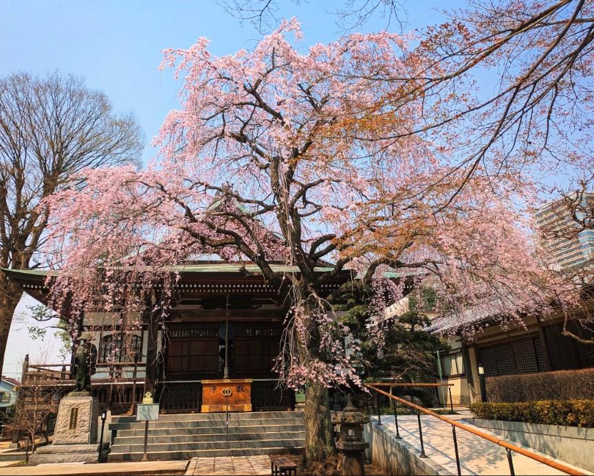 近所のお寺の枝垂れ桜🌸 / ashさんのモーメント | YAMAP / ヤマップ