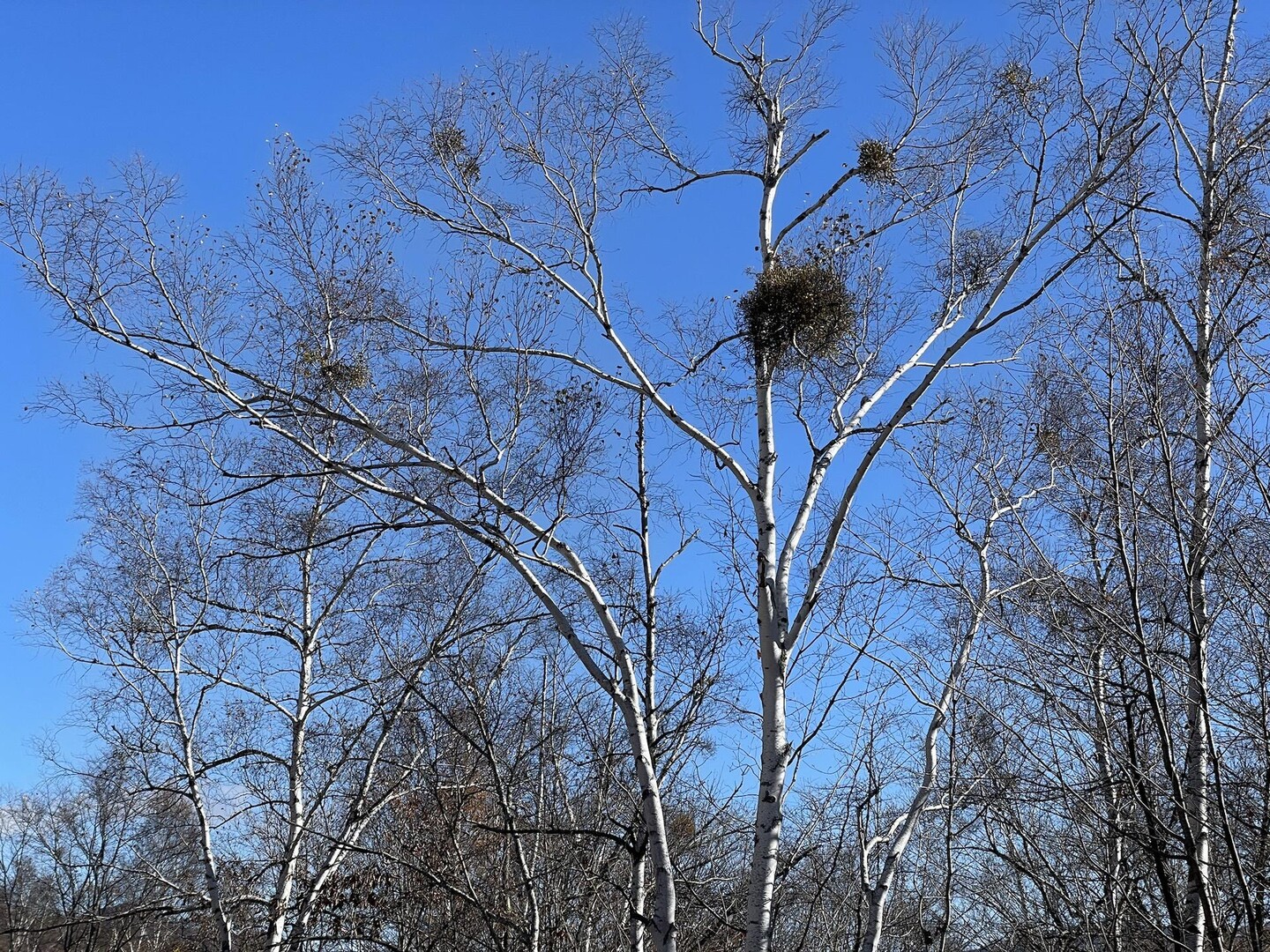 冬支度の乗鞍高原 / watsonさんの乗鞍岳の活動データ | YAMAP / ヤマップ