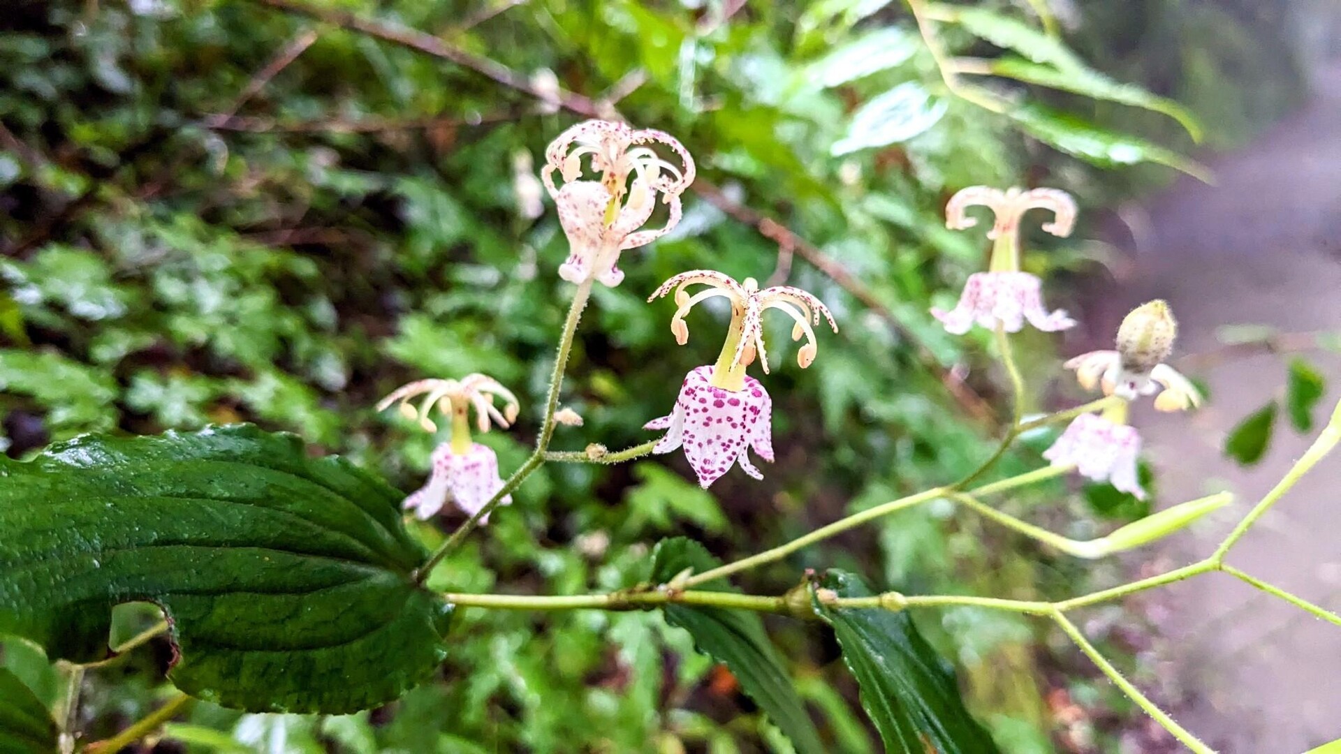 高尾山46（ヤマホトトギス） / konikoniさんの高尾山・陣馬山・景信山の活動データ | YAMAP / ヤマップ
