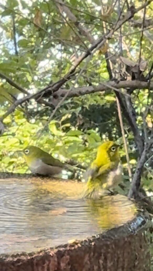 初ソロチャレンジ 弘法山ハイキング / m@riさんの弘法山の活動データ | YAMAP / ヤマップ