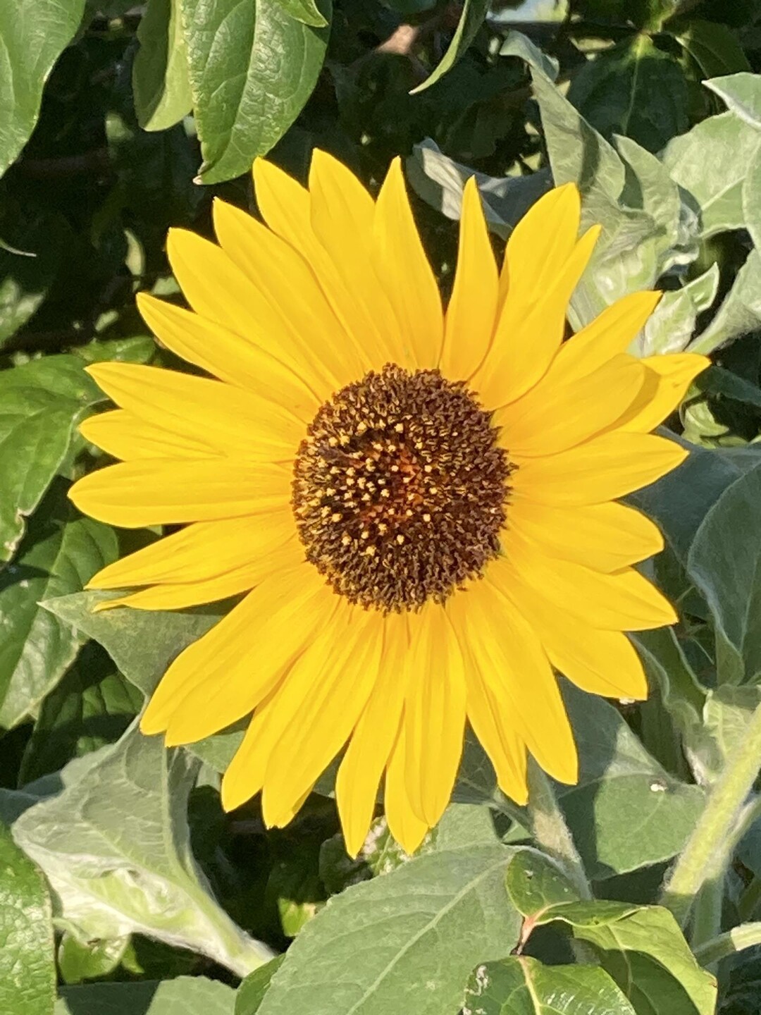 いつものランニングコース ヒマワリにセミ... / Ken24g3さんのモーメント | YAMAP / ヤマップ