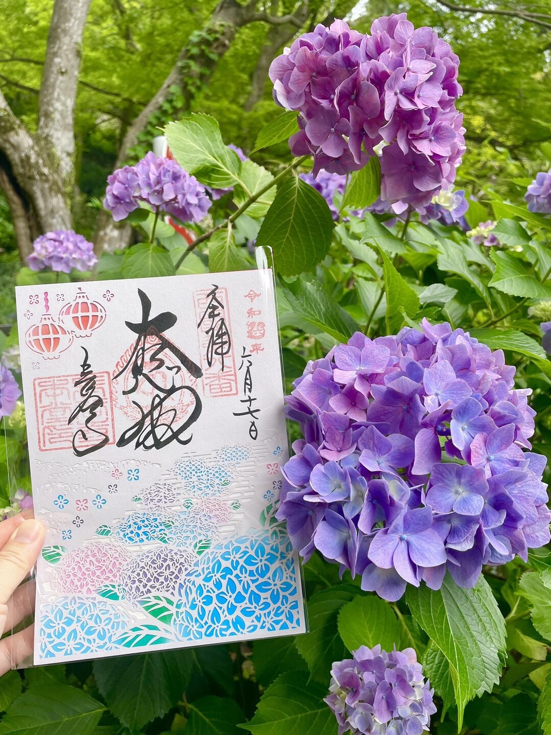 奈良 長谷寺〜紫陽花回廊〜 / fu_koさんのウォーキングの活動データ | YAMAP / ヤマップ