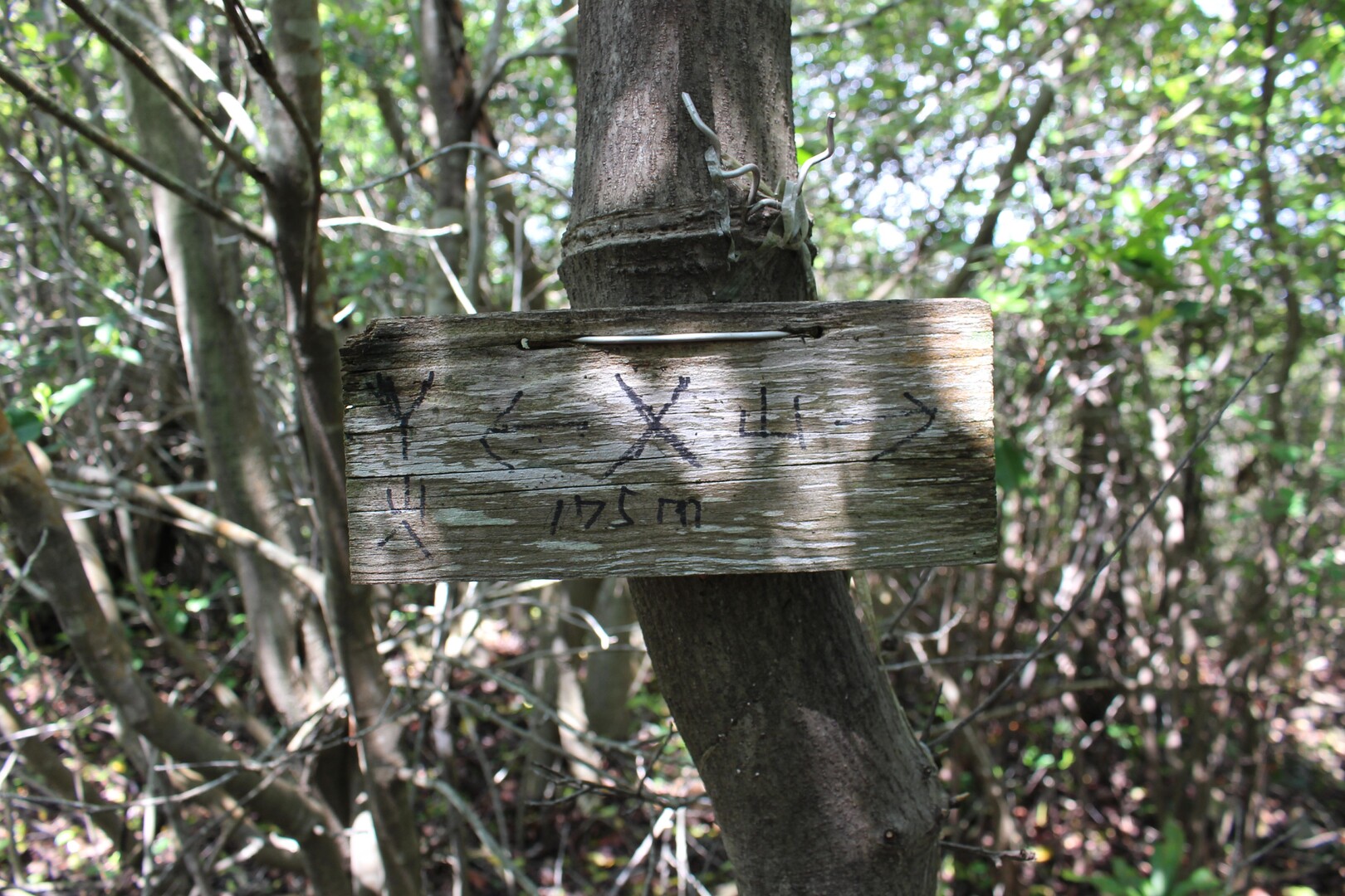 X山・Y山・Z山 / ホップさんの天下台山・嫦峨山の活動データ | YAMAP / ヤマップ