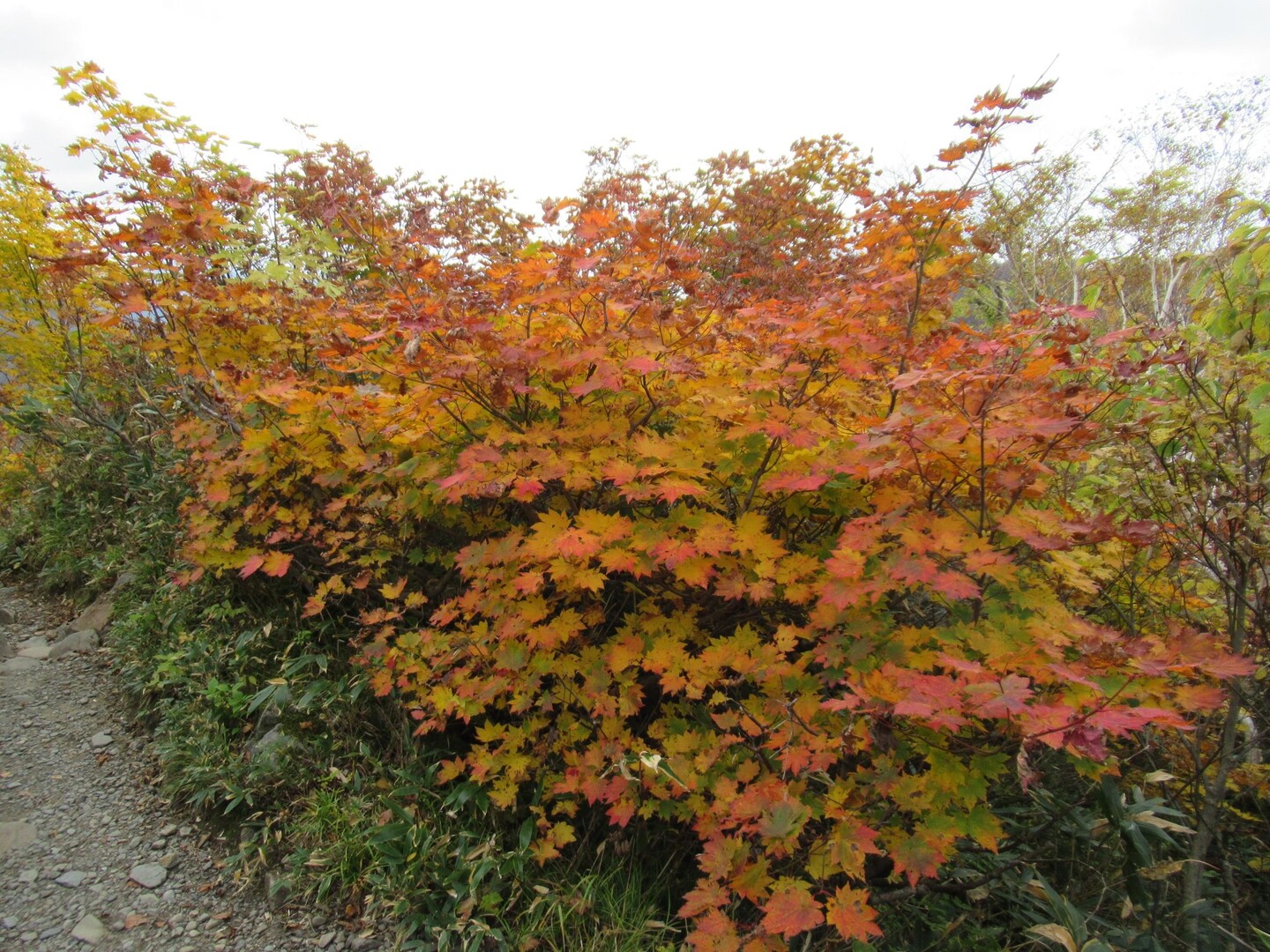 白山（御前峰） / ni-tanさんの白山・別山・銚子ヶ峰の活動データ | YAMAP / ヤマップ