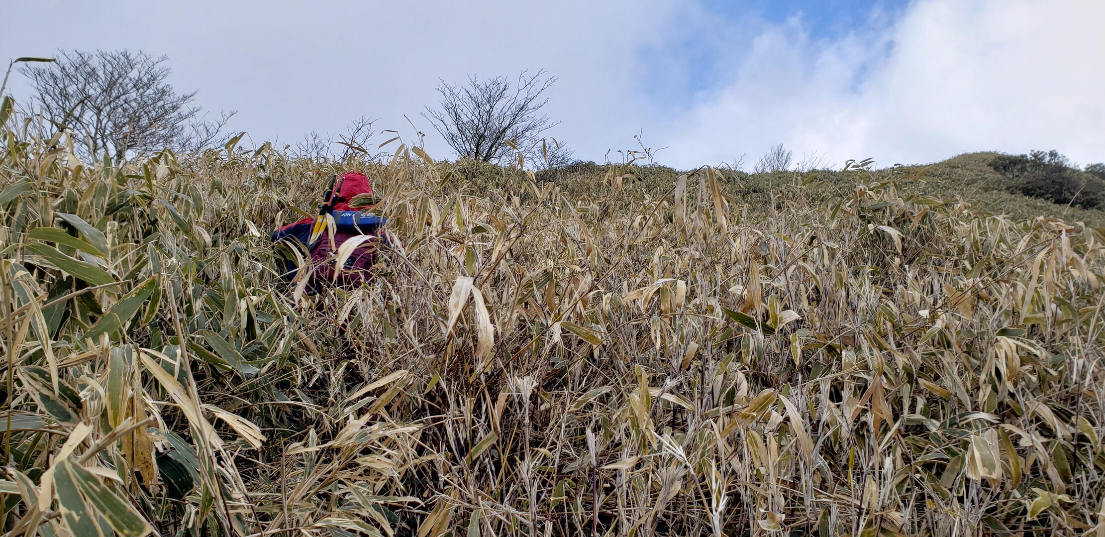 安倍奥東稜線繋ぎ2️⃣ / moochi さんの青笹山の活動データ | YAMAP / ヤマップ