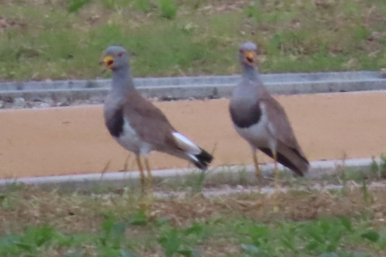 自宅の窓からの野鳥観察 第7弾 朝、「... / otaksaさんのモーメント | YAMAP / ヤマップ