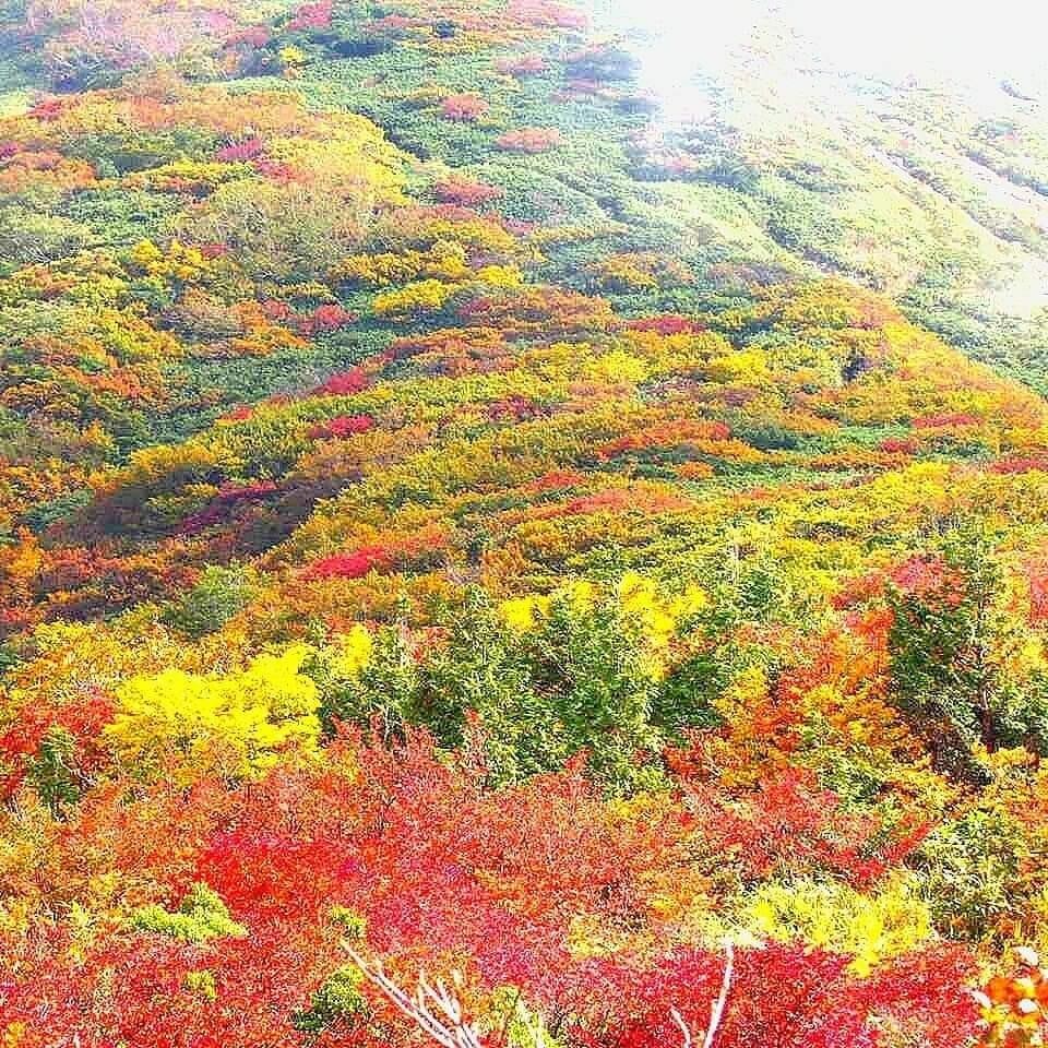 蔵出し写真。 巻機山。真っ赤でもなく、黄... / 天ぷらケンジJyJyさんのモーメント | YAMAP / ヤマップ