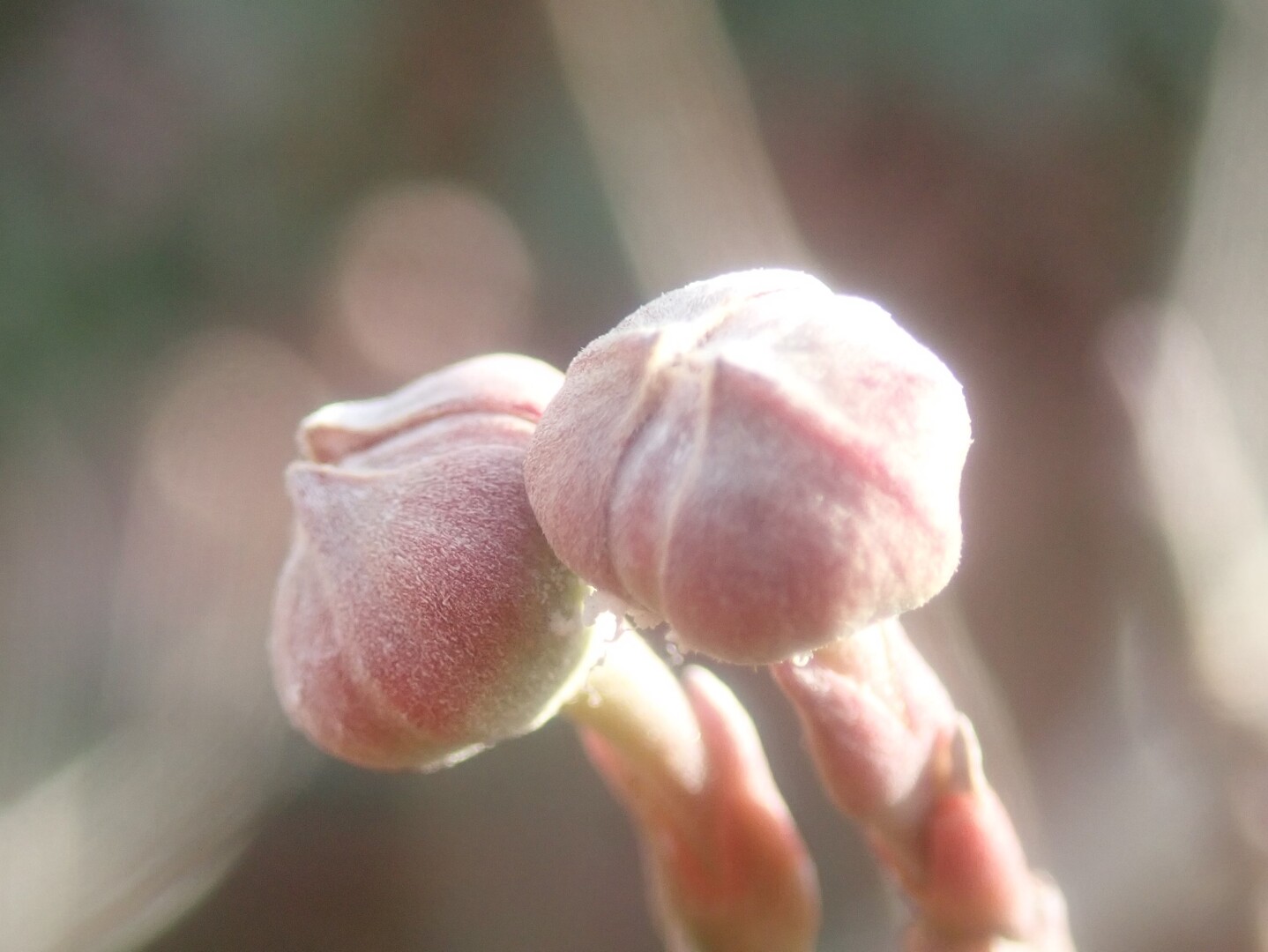 散歩・・・etc🌱🌸🍃 / fuuさんのウォーキングの活動日記 | YAMAP / ヤマップ