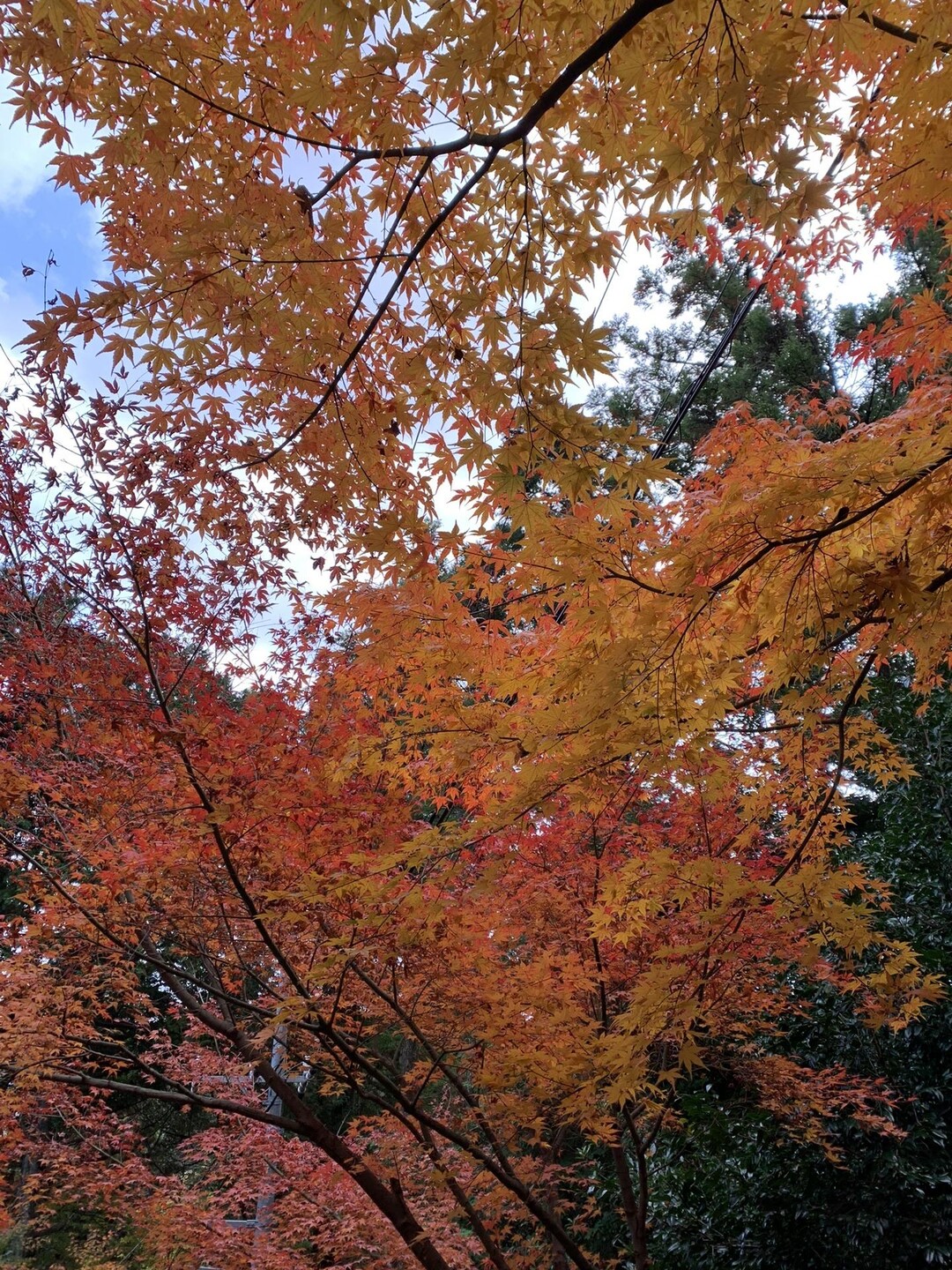 2023/11/24(金)藤原岳登山口 ... / kazeさんのモーメント | YAMAP / ヤマップ