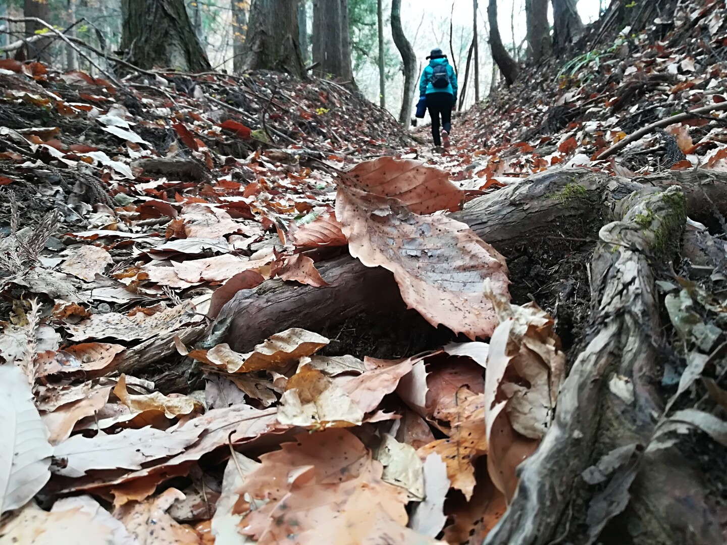 🌸Mt.Azumayasan⚡ / 🌸Springthunders⚡さんの四阿屋山の活動データ | YAMAP / ヤマップ