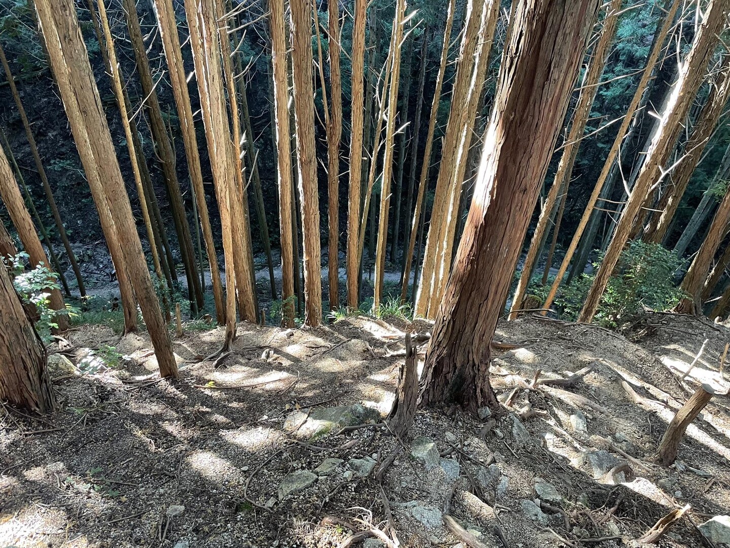 do-kichiさんの投稿したフィールドメモ | YAMAP / ヤマップ