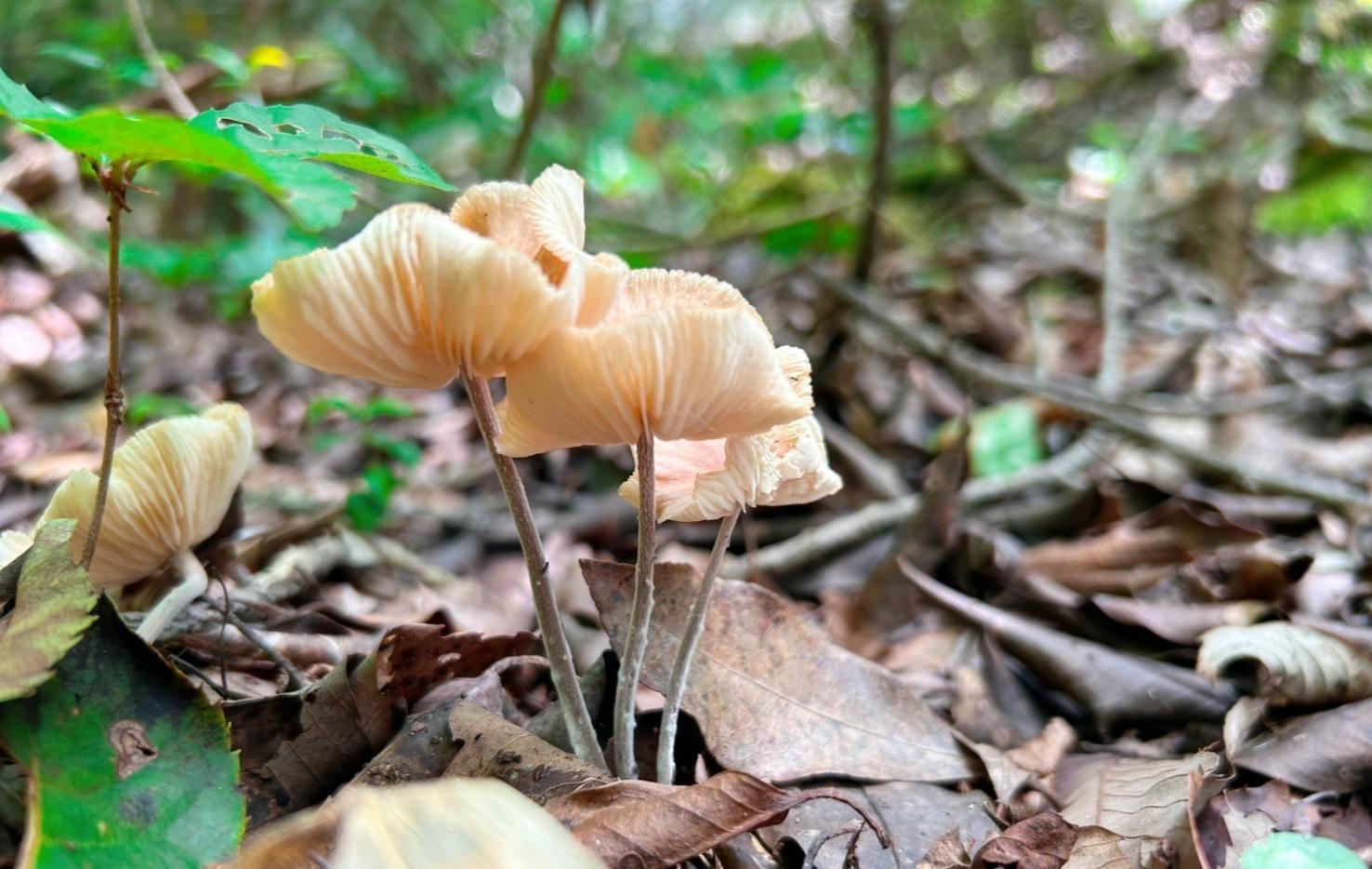 1〜8）昨日の活動日記に載せられな... / kazさんのモーメント | YAMAP / ヤマップ