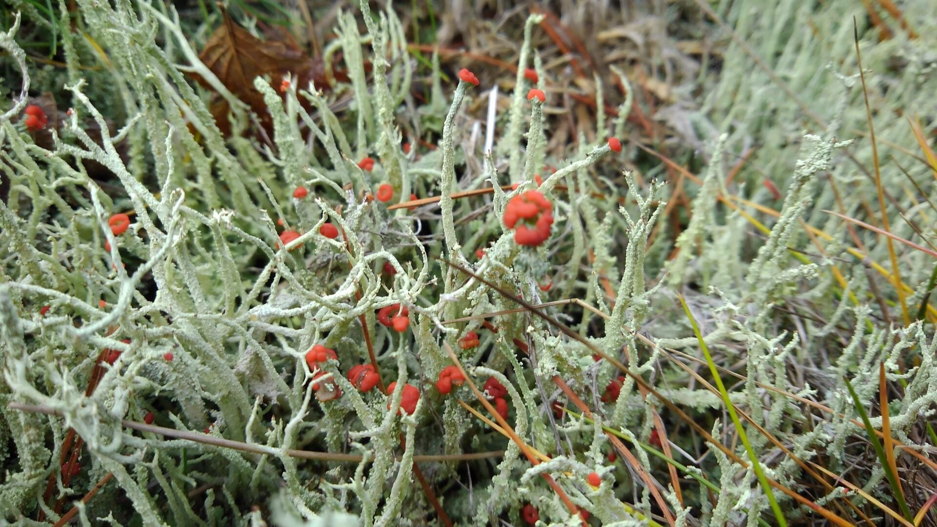 八甲田山（大岳)Monroe lipsを求めて💋 / yoshi2さんの八甲田山・高田大岳・雛岳の活動データ | YAMAP / ヤマップ