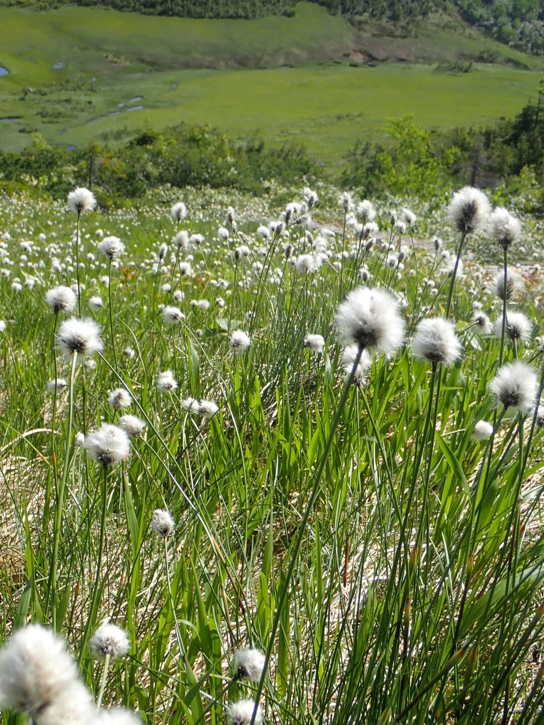 燧ヶ岳（柴安嵓） / hikariさんの尾瀬・燧ヶ岳の活動データ | YAMAP / ヤマップ