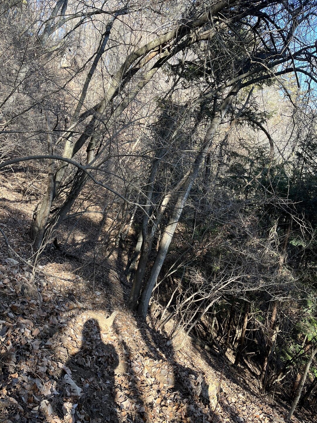 Shinamonさんの投稿したフィールドメモ | YAMAP / ヤマップ