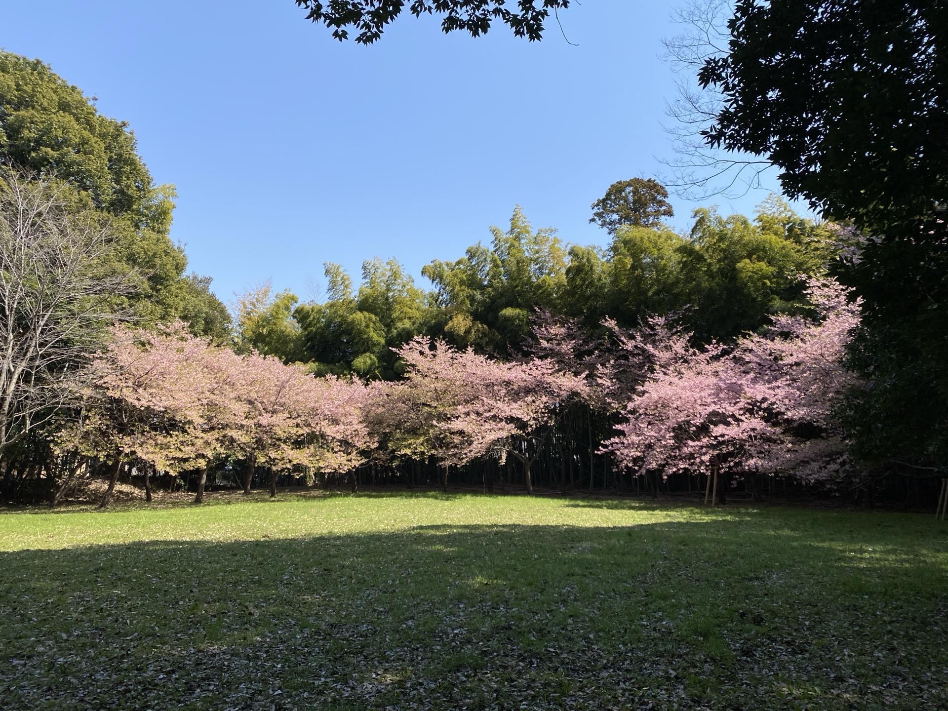 今日も花活🌸🎶 とても楽しかった け... / mayuminさんのモーメント | YAMAP / ヤマップ