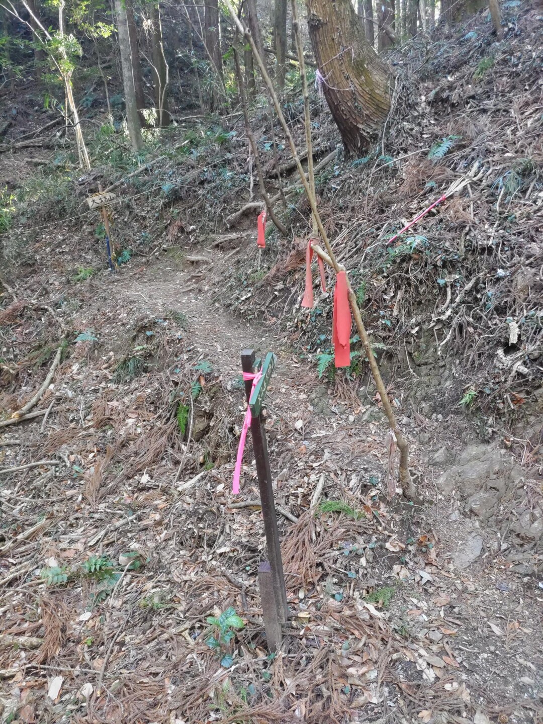 Rioさんの投稿したフィールドメモ | YAMAP / ヤマップ