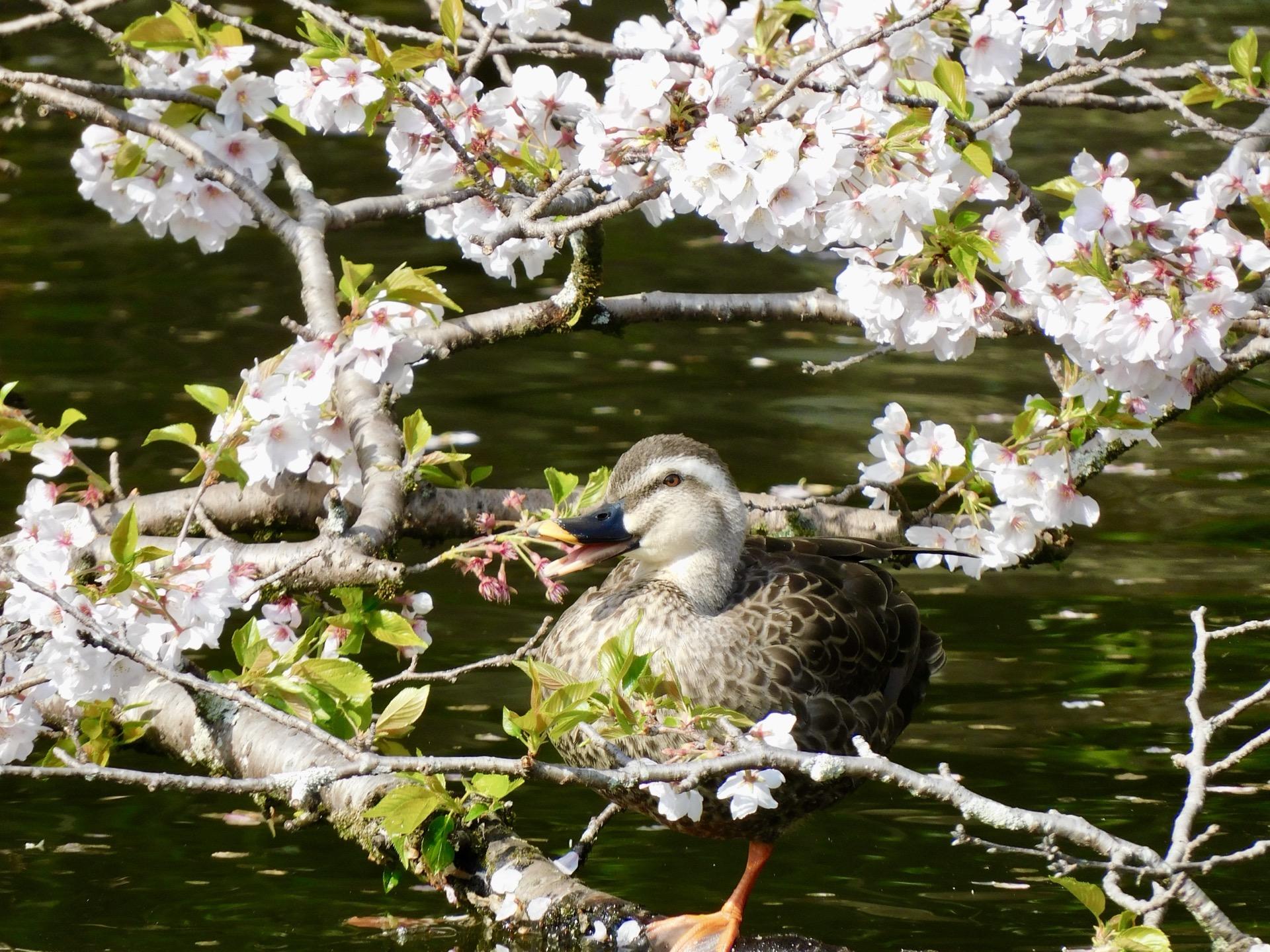 残念ながら熱海を通過し、コトコト帰ります... / Lacbleuさんのモーメント | YAMAP / ヤマップ