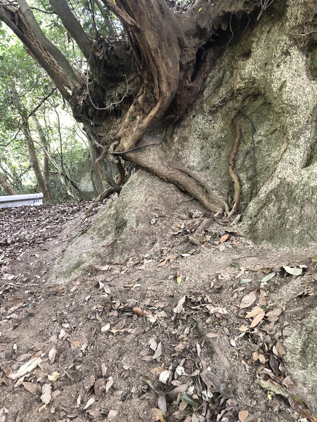 chitoさんの投稿したフィールドメモ | YAMAP / ヤマップ