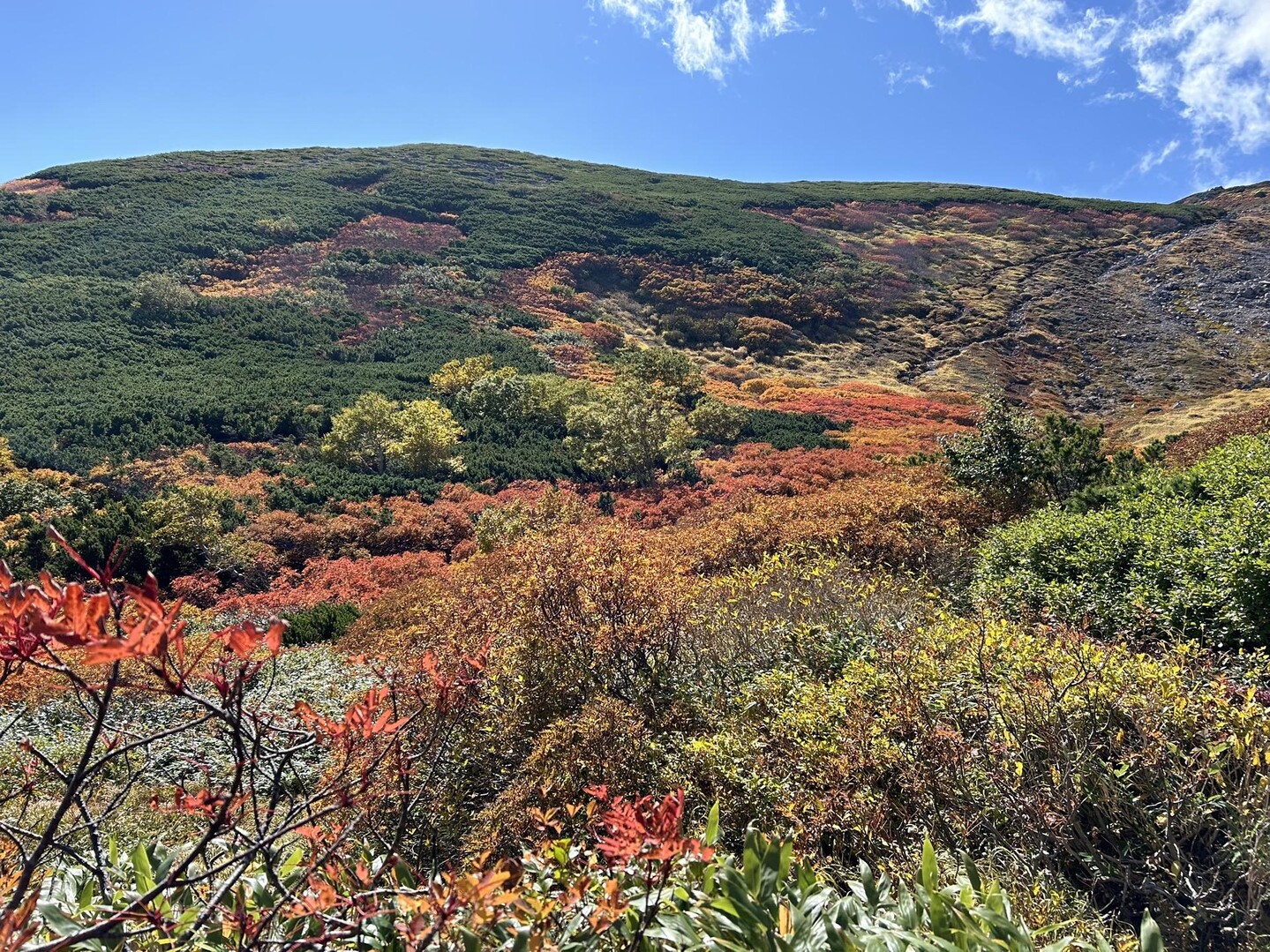 赤岳 圧巻の紅葉🍁⠜ / ni43さんの大雪山系・旭岳・トムラウシの活動データ | YAMAP / ヤマップ