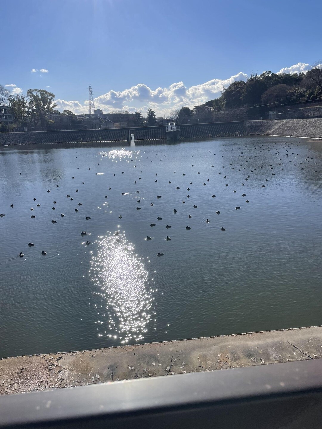 西宮市、広田の森と万葉植物苑コース5.49kmウォーキング-2023-12-22 / 堀和さんのウォーキングの活動データ | YAMAP / ヤマップ