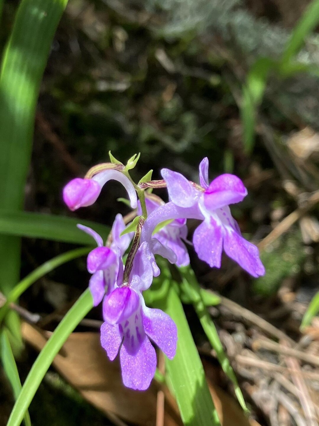 横倉山 / marukoさんの横倉山の活動データ | YAMAP / ヤマップ