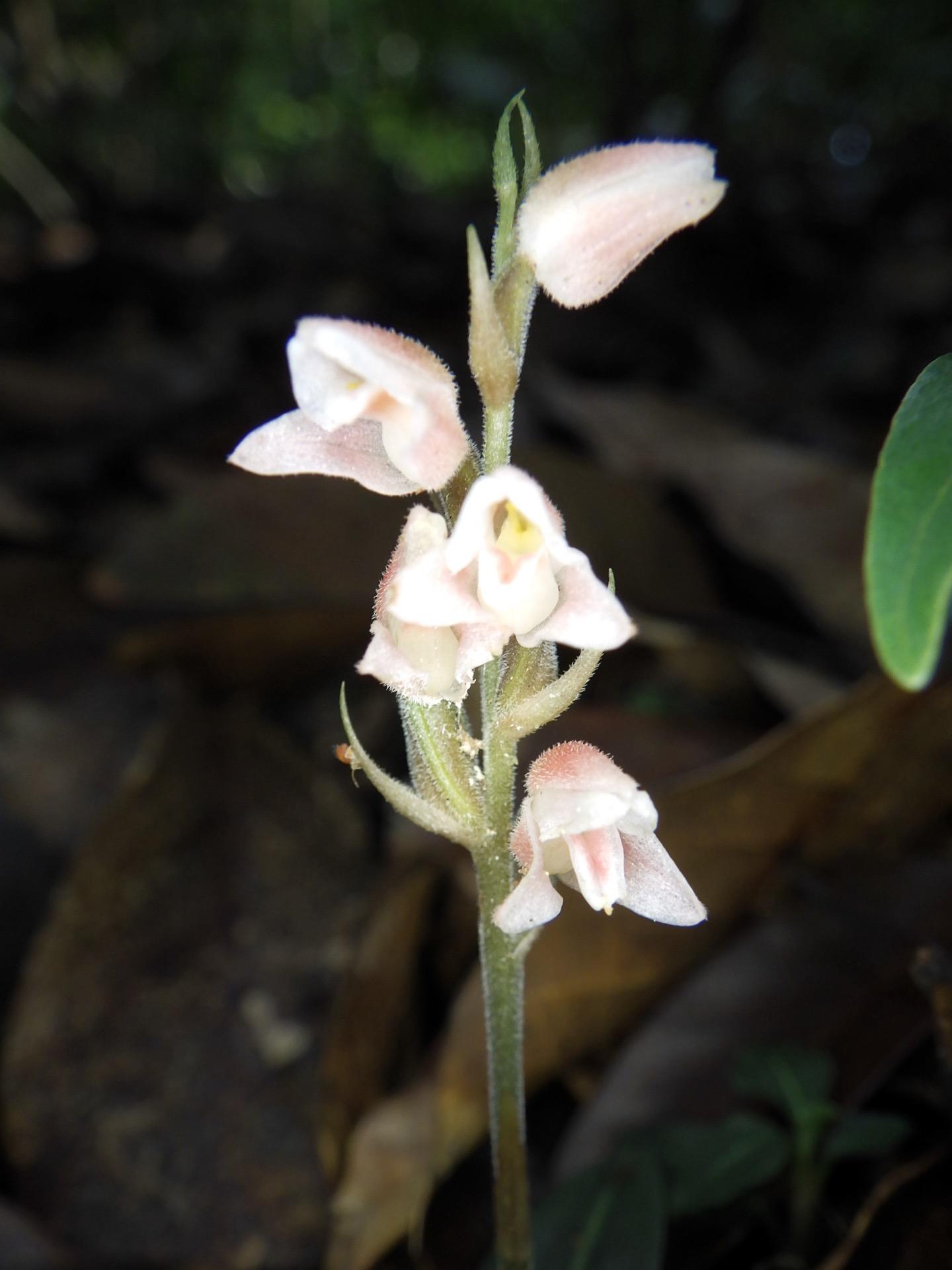 初秋の花たちを探して 九千部山・石谷山 / motomickyさんの九千部山・石谷山の活動データ | YAMAP / ヤマップ