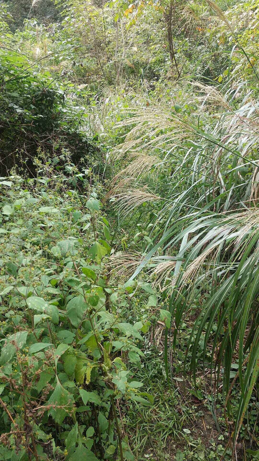 ShinjiHさんの投稿したフィールドメモ | YAMAP / ヤマップ