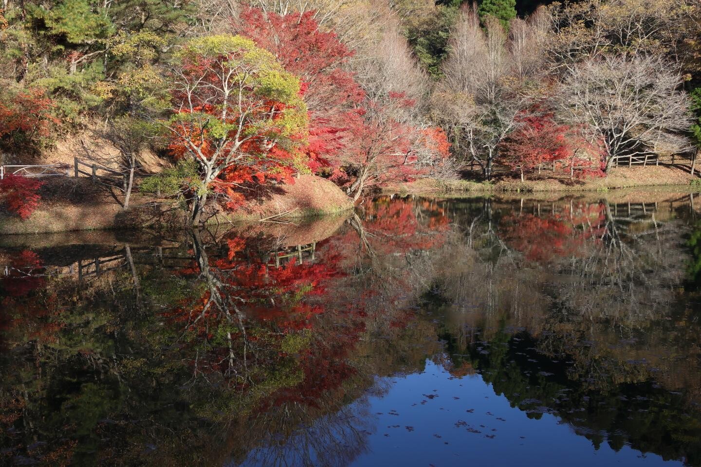 青少年の森 / miippさんのその他の活動データ | YAMAP / ヤマップ