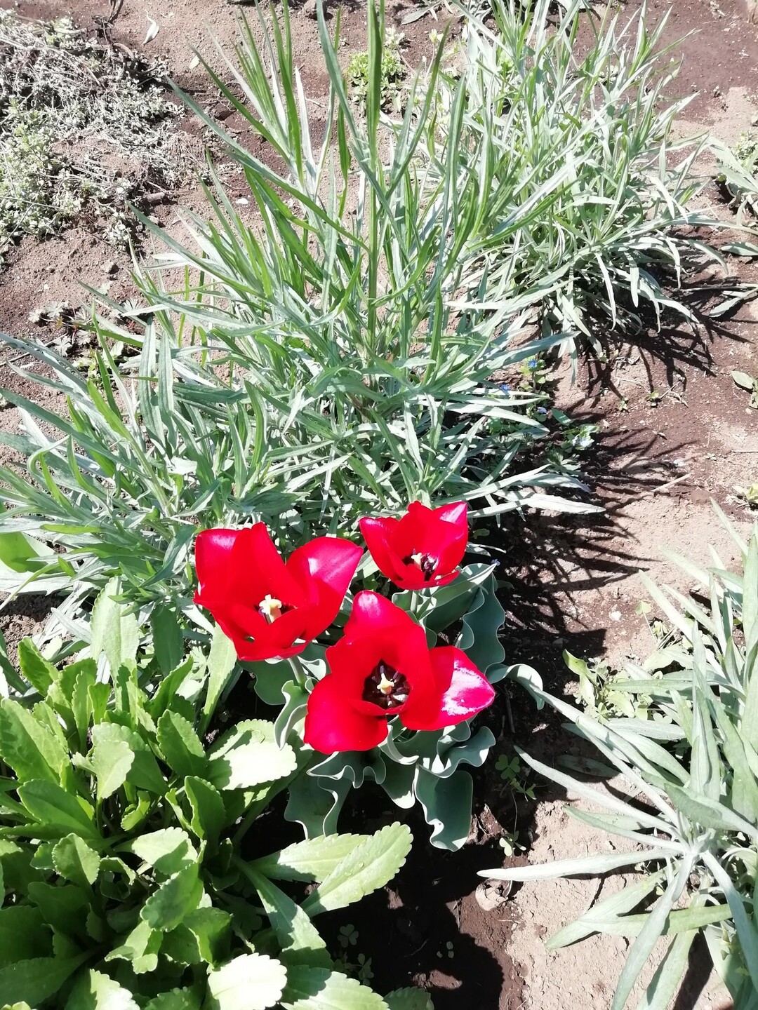 Three sisters / ストーリーズさんのモーメント | YAMAP / ヤマップ