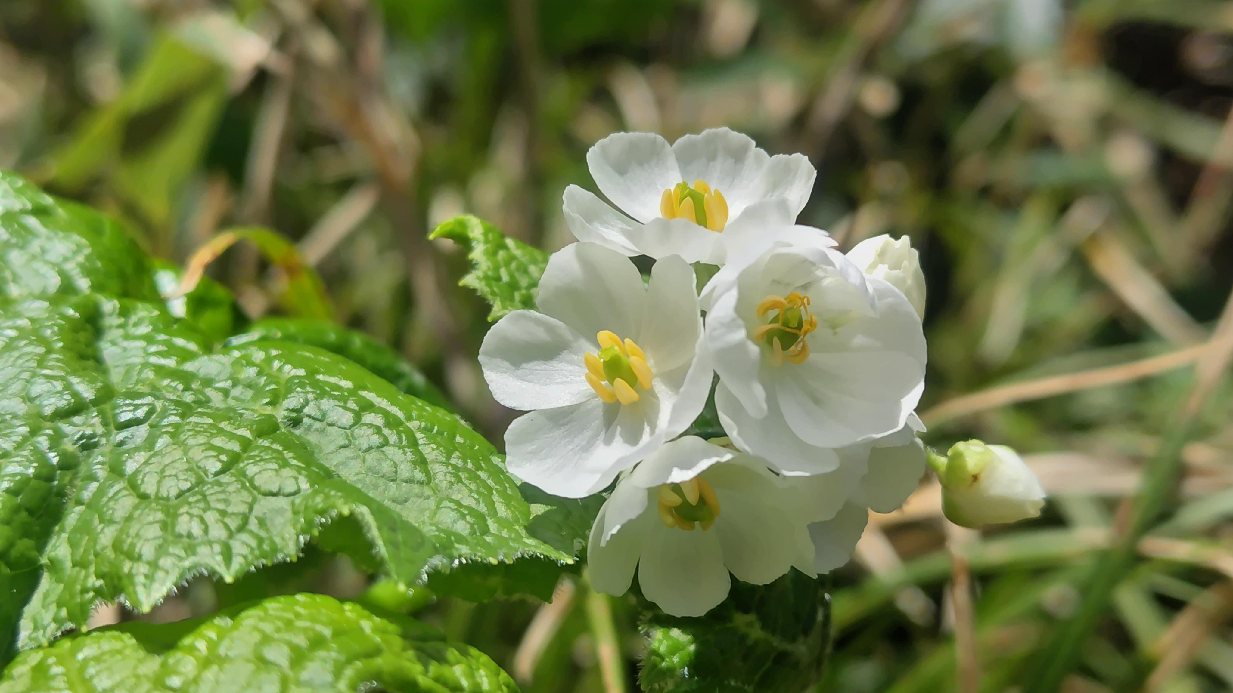 大日ヶ岳 / TOMTOMさんの大日ヶ岳・毘沙門岳の活動日記 | YAMAP / ヤマップ
