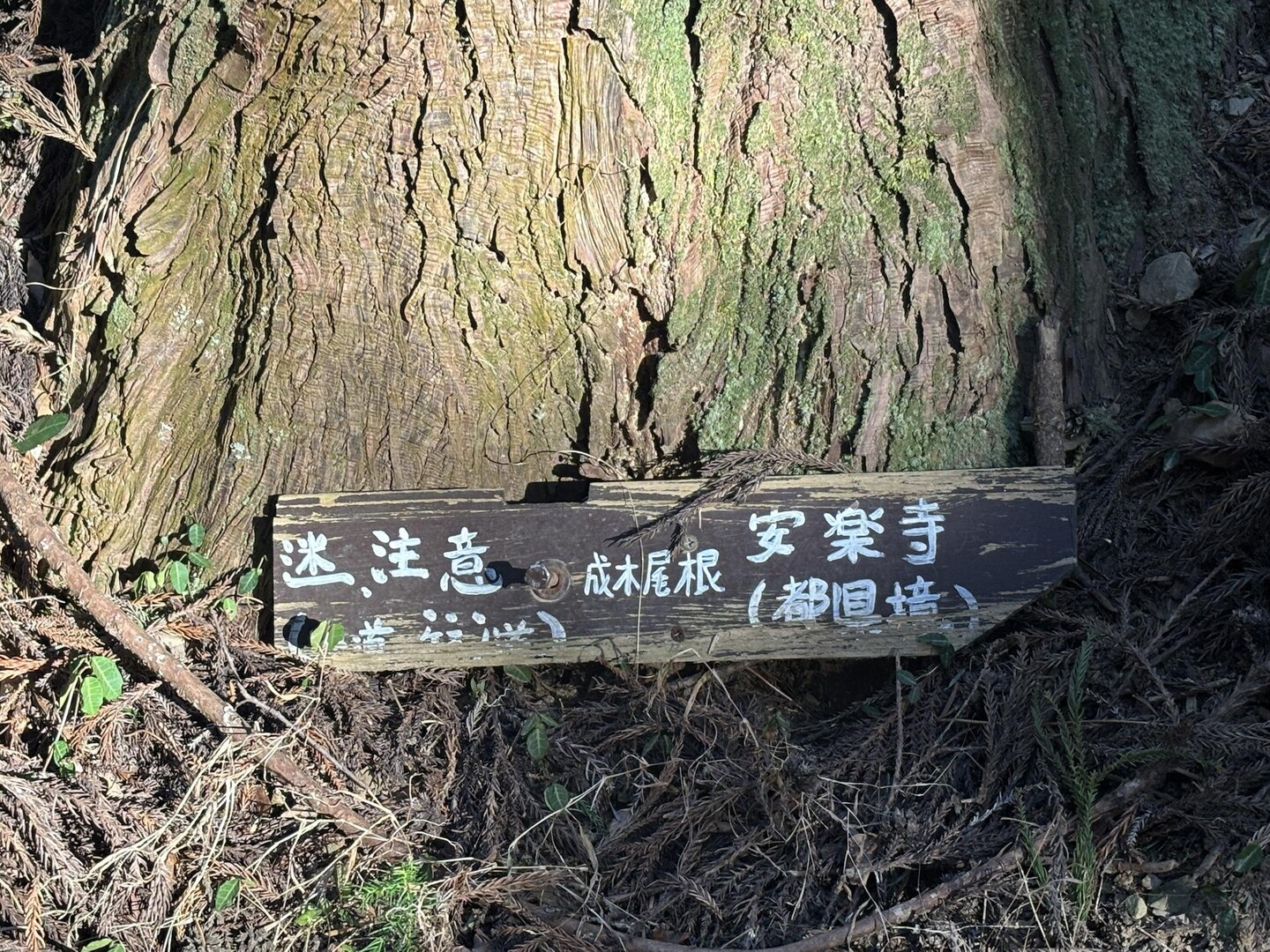都県境尾根完踏: 黒山～安楽寺 清東橋BS_IN / 成木一丁目BS_OUT / Jumpeiさんの高水山・岩茸石山・惣岳山の活動データ | YAMAP / ヤマップ