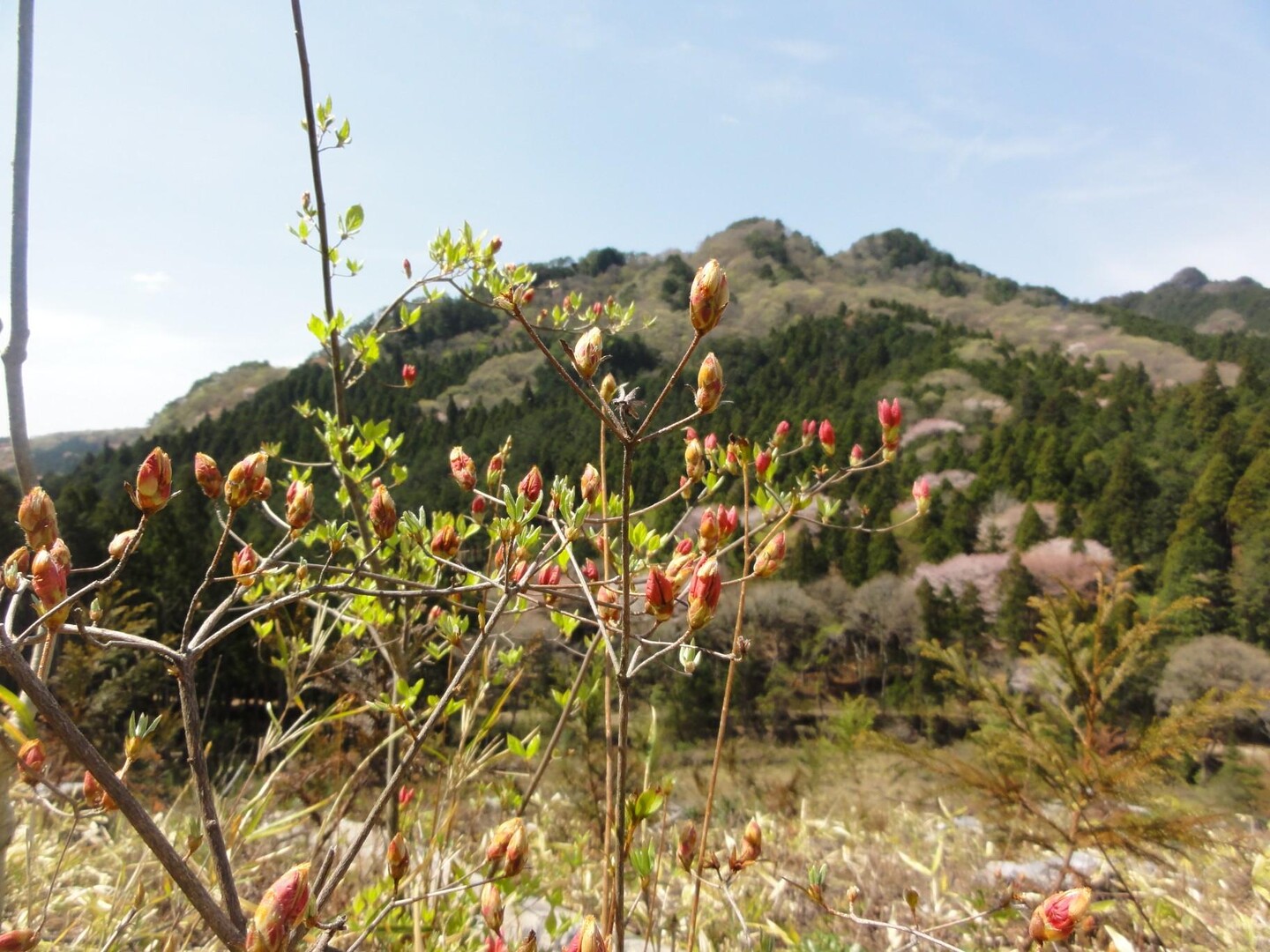 長倉山・540P・斑根石山 / 山好きよっちやんさんの古賀志山・赤岩山・鞍掛山・男抱山・半蔵山の活動データ | YAMAP / ヤマップ