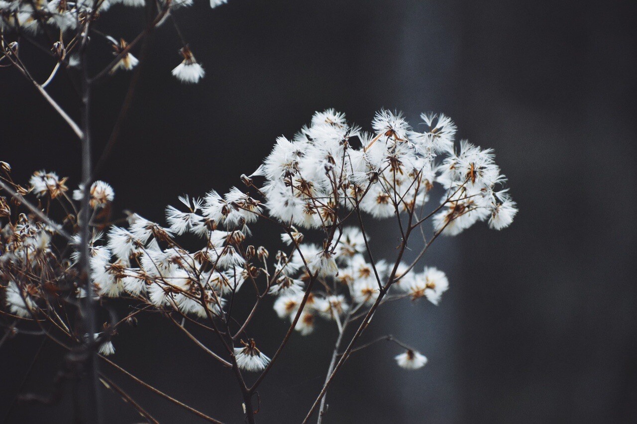 上高地② まるで雪が降っているかのよう... / miiさんのモーメント | YAMAP / ヤマップ
