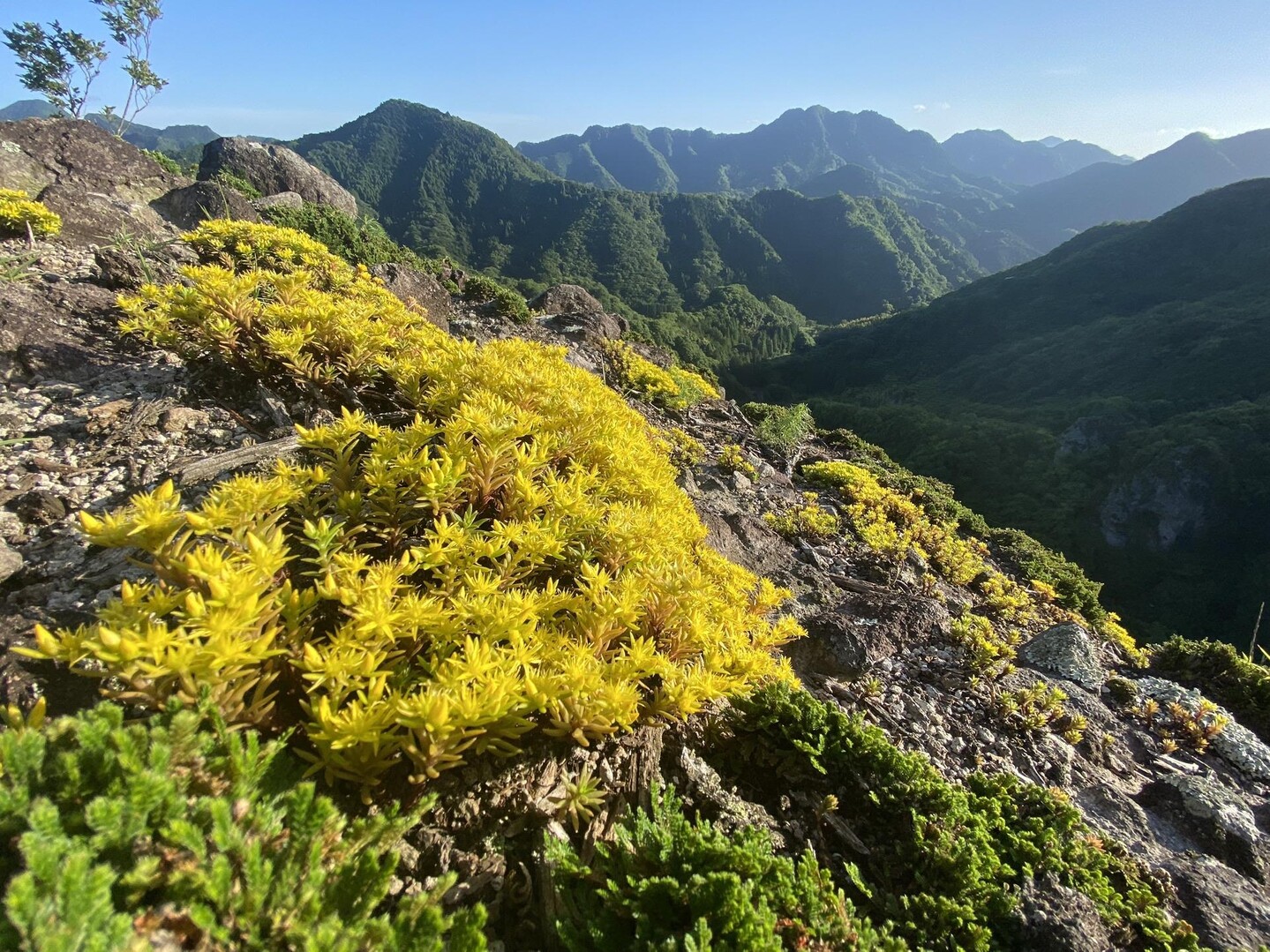 裏8偵察-2023-06-03 / Yamaji88さんの八面山の活動データ | YAMAP / ヤマップ