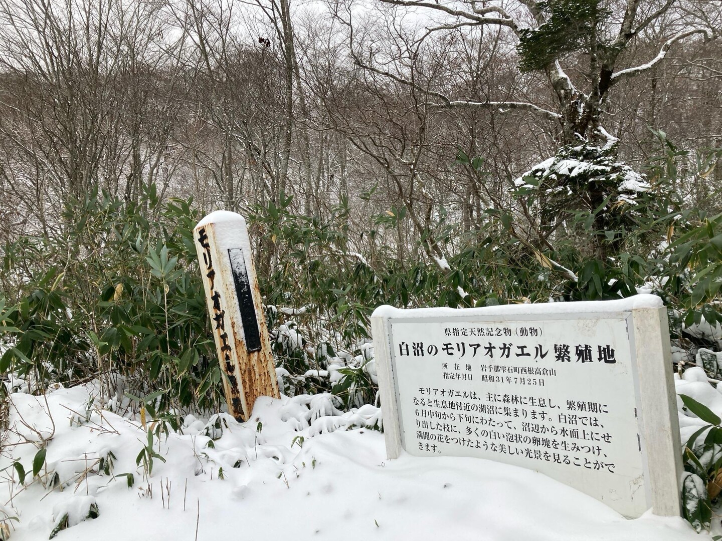 烏帽子岳途中撤退 2024.11.08 / JJさんの乳頭山・湯森山・大白森の活動データ | YAMAP / ヤマップ